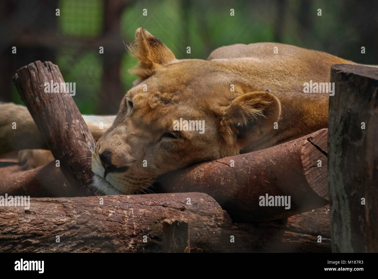 Nairobi kenya zoo animal Banque de photographies et d’images à haute ...