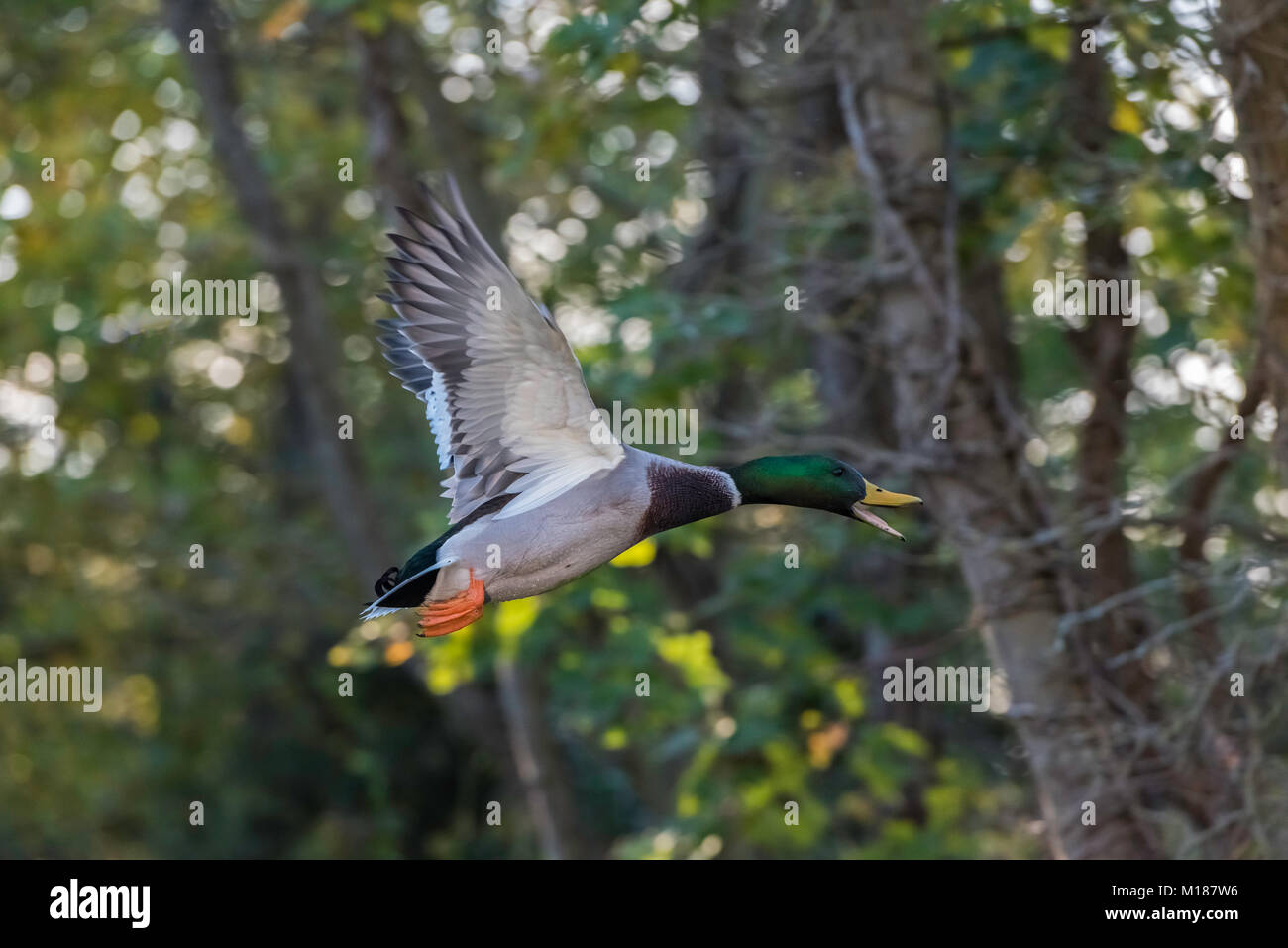 Canard colvert en vol Banque de photographies et d’images à haute ...