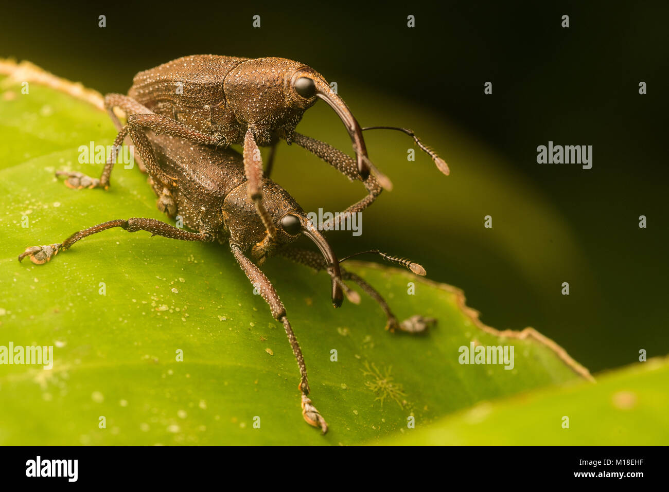 Amazon jungle insects Banque de photographies et d’images à haute ...