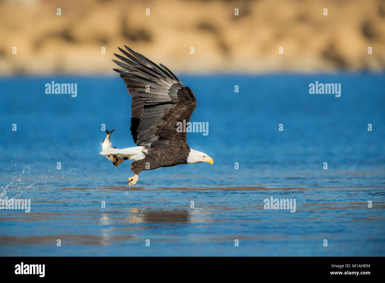 Voler avec un poisson dans son bec Banque de photographies et d’images ...