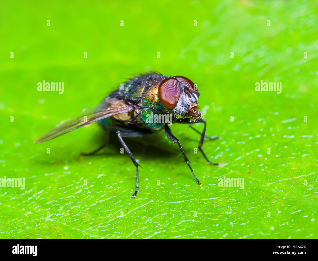 Macro drosophile Banque de photographies et d’images à haute résolution ...