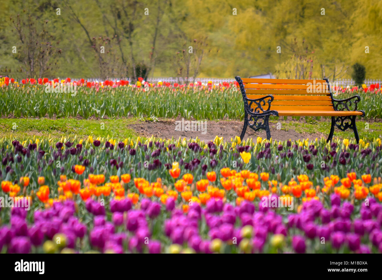 Le plus grand jardin de tulipes Banque de photographies et d’images à ...