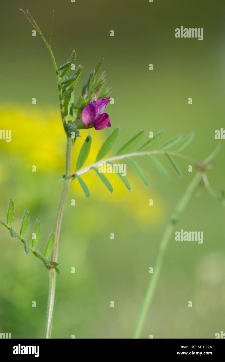 Vesce du jardin vicia angustifolia Banque de photographies et d’images ...