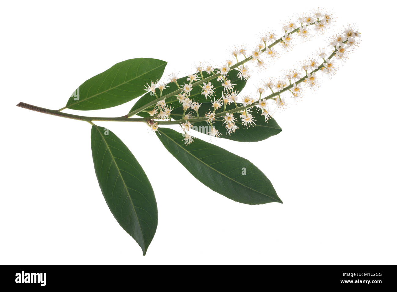 Laurel leaves prunus laurocerasus Banque de photographies et d’images à ...