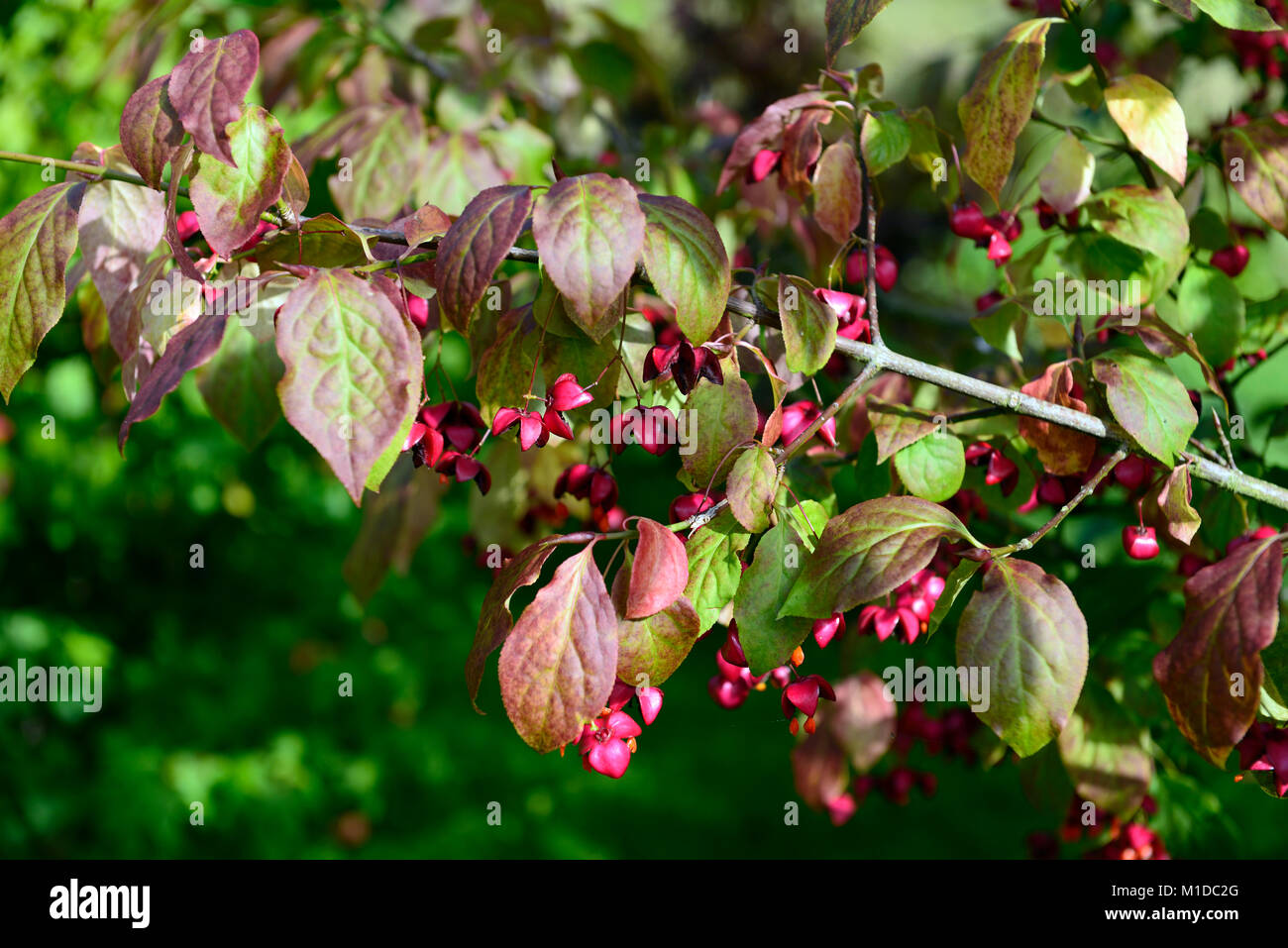 Euonymus sachalinensis Banque de photographies et d’images à haute ...