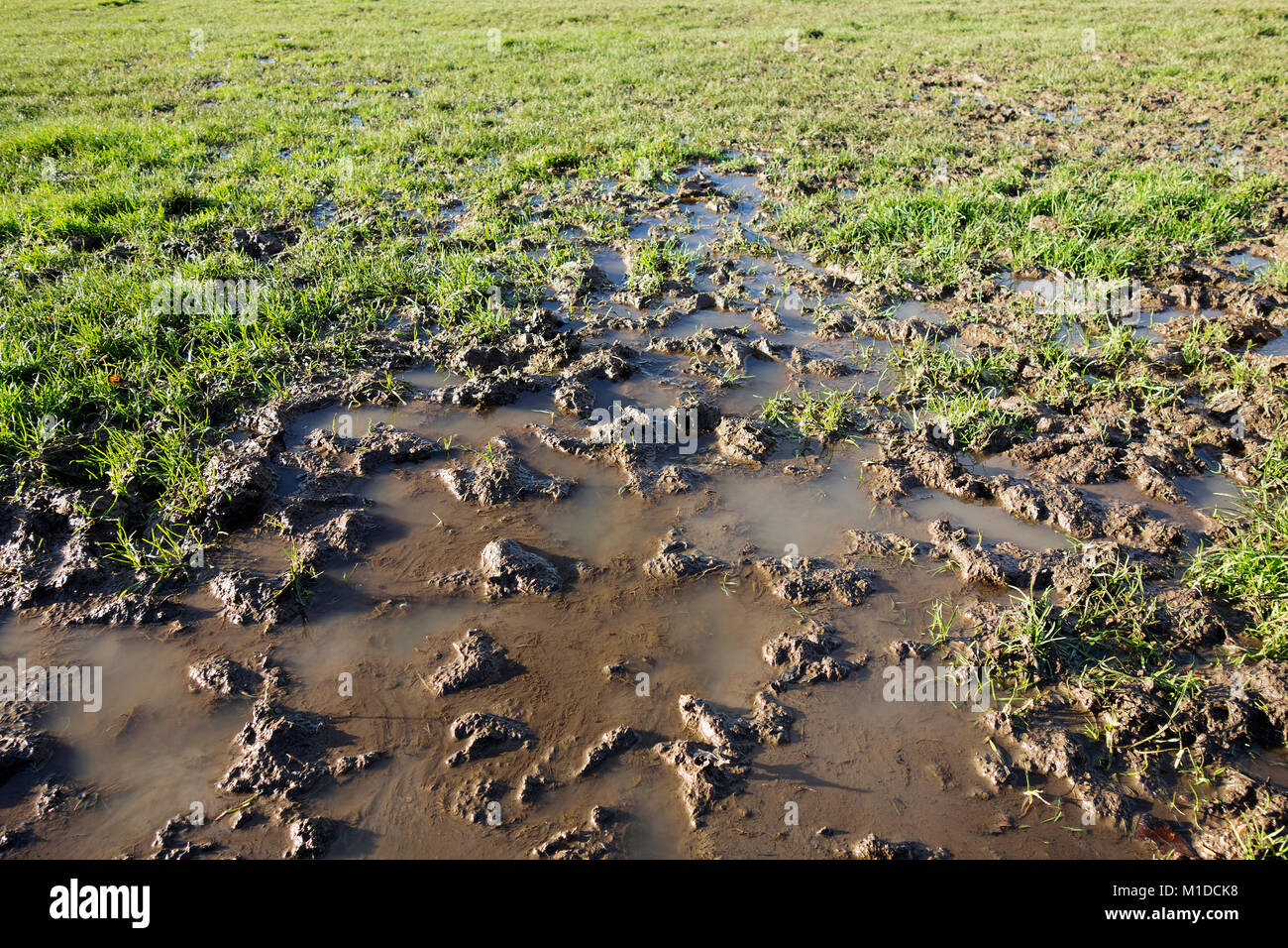 Waterlogged football pitch Banque de photographies et d’images à haute ...