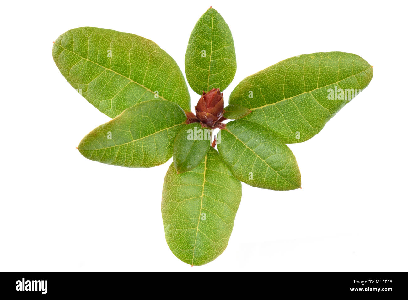 Rhododendron rhododendrons Banque de photographies et d’images à haute ...