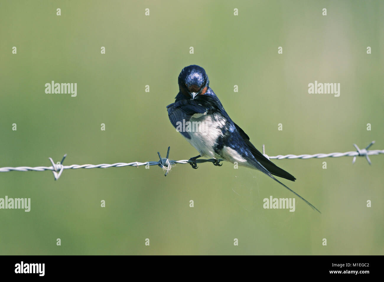 Barn swallow hirundo rustica preening Banque de photographies et d ...
