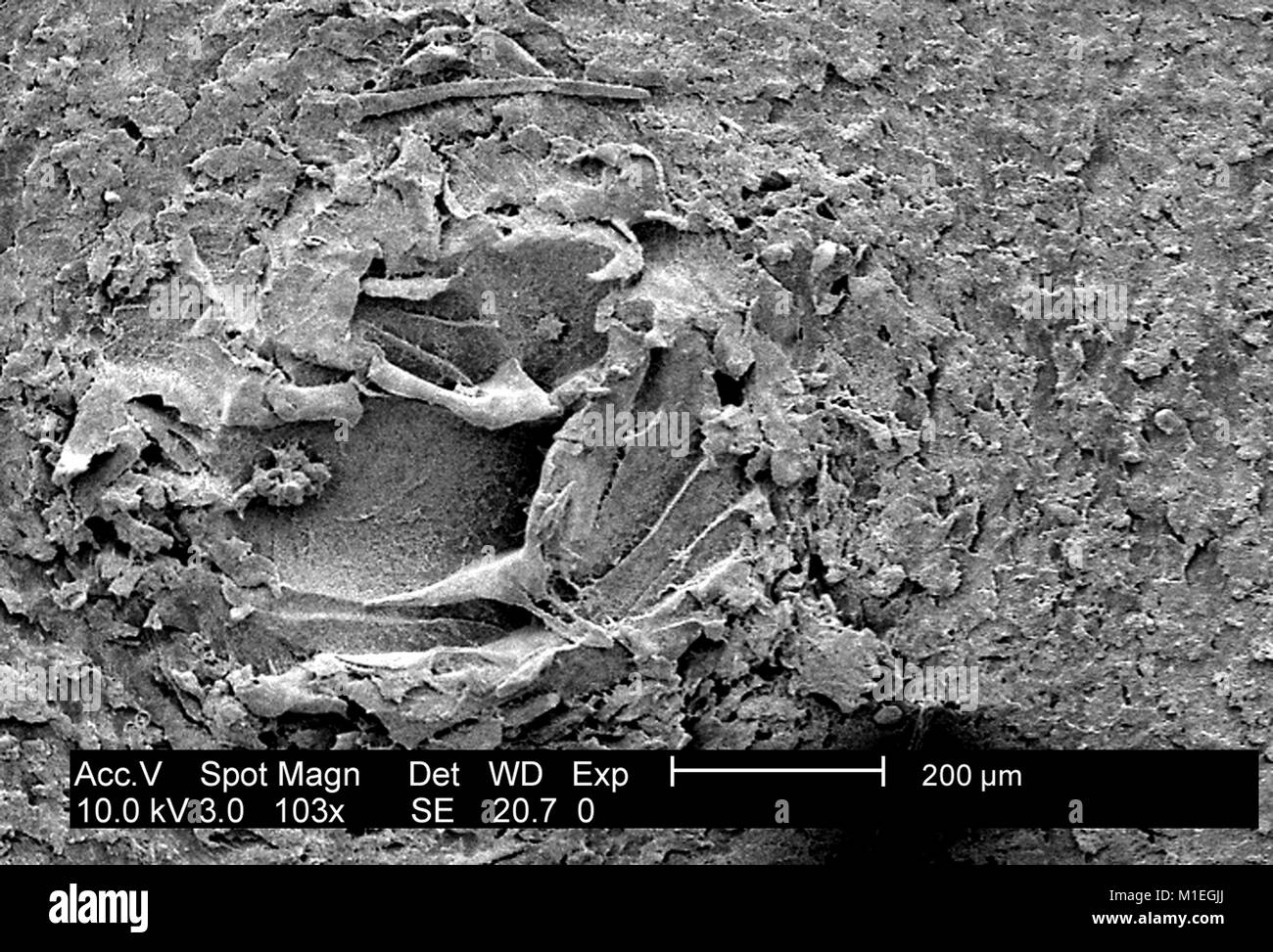 Biofilm bactérien Banque d'images noir et blanc - Alamy