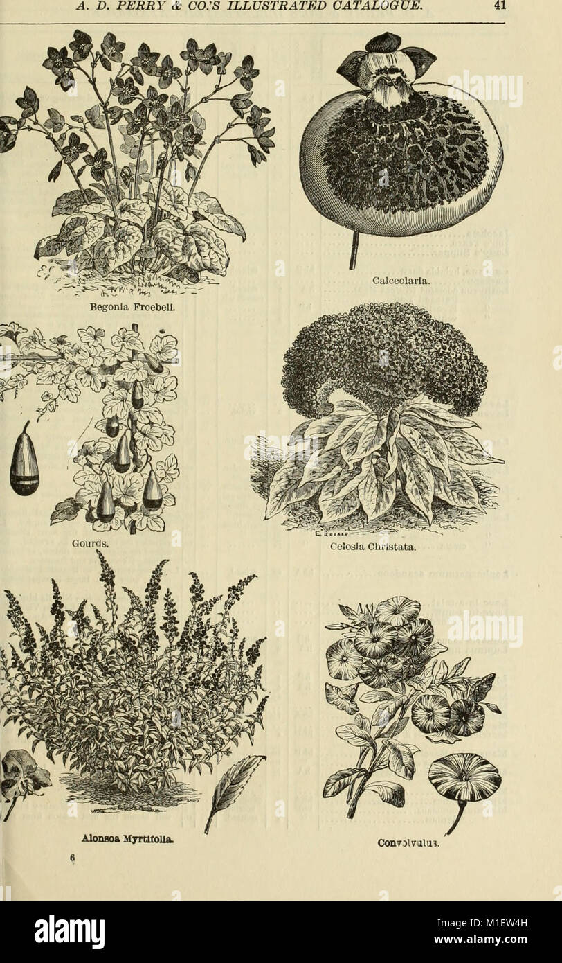 A. D. Perry et Co. vingtième catalogue annuel du champ de fleurs ...