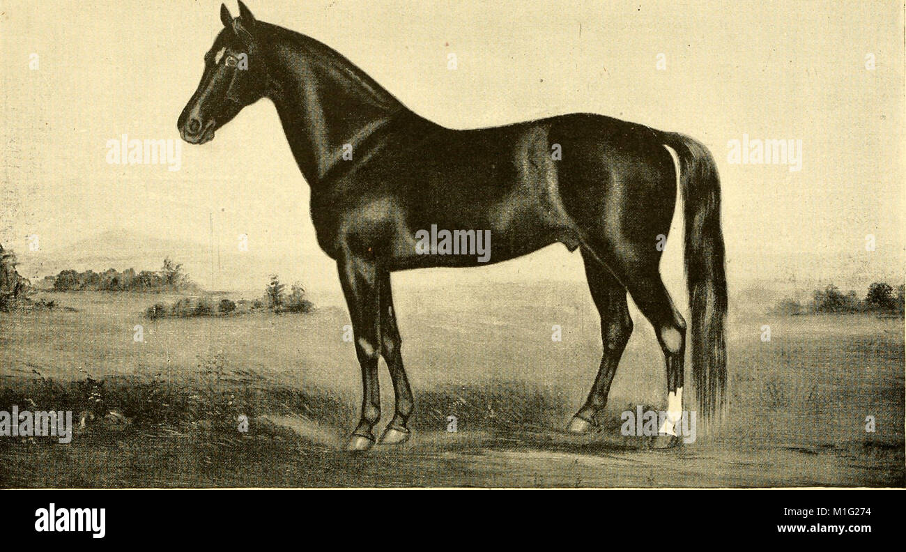 Ce travail fournit une histoire complète des chevaux, y compris leur ...