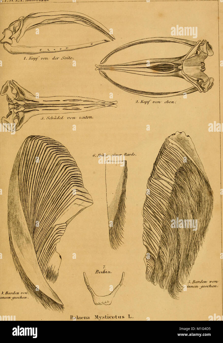 'Anatomia Mammalium' (1845) est un texte fondamental de l'anatomie des ...