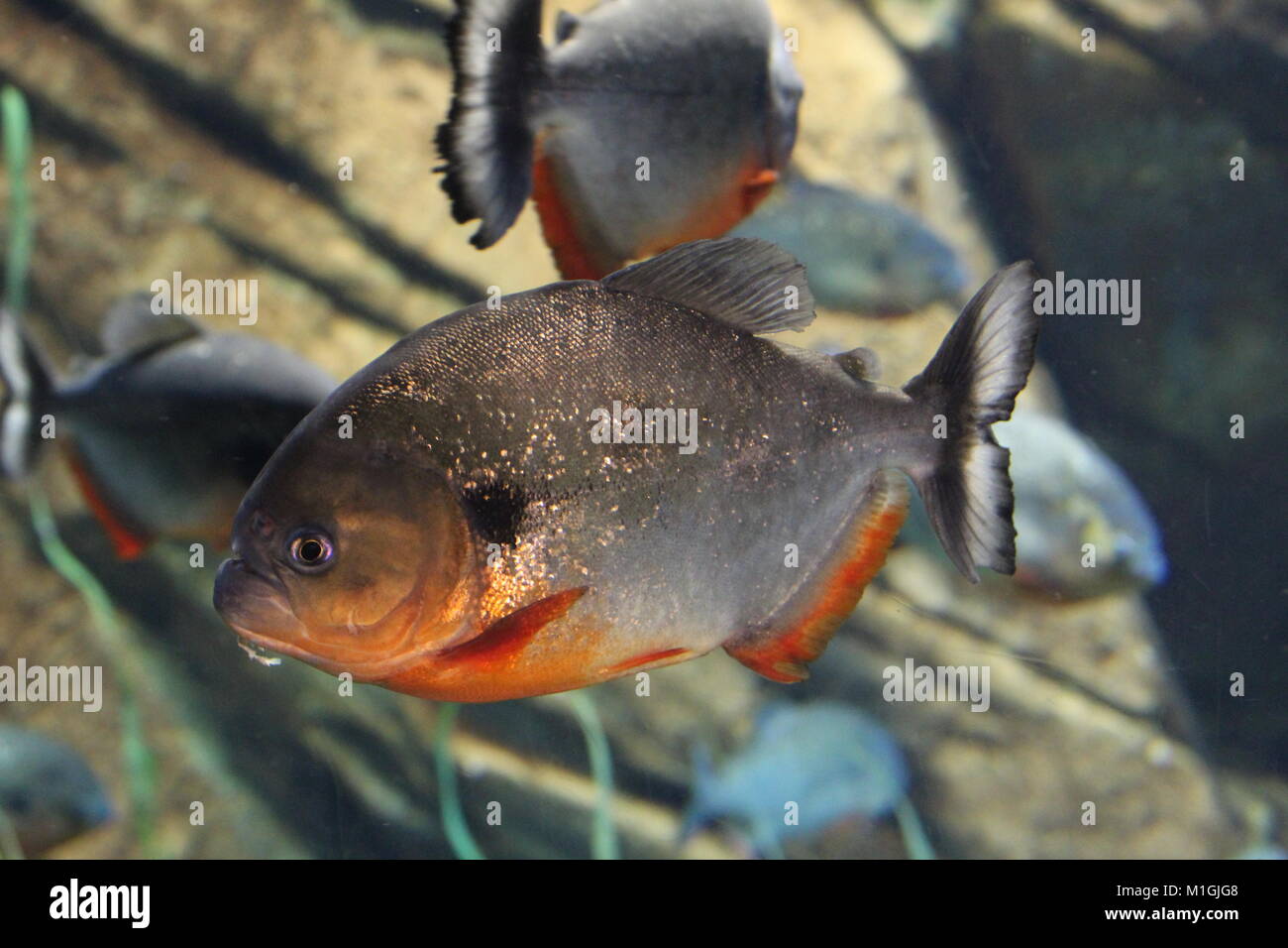 Les Piranhas Banque d'image et photos - Alamy