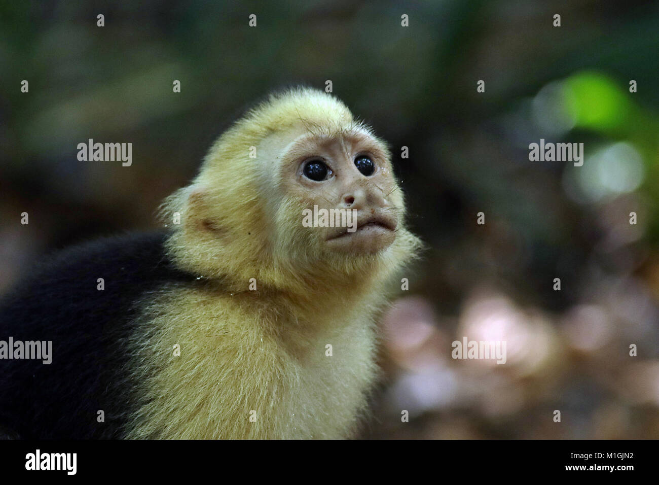 Singe capucin manger dans un arbre Banque de photographies et d’images ...