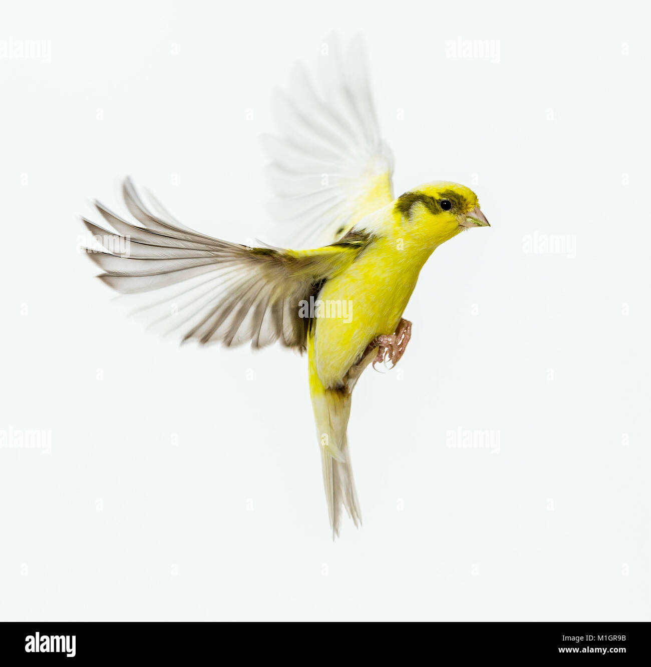 Canari blanc Banque de photographies et d’images à haute résolution - Alamy