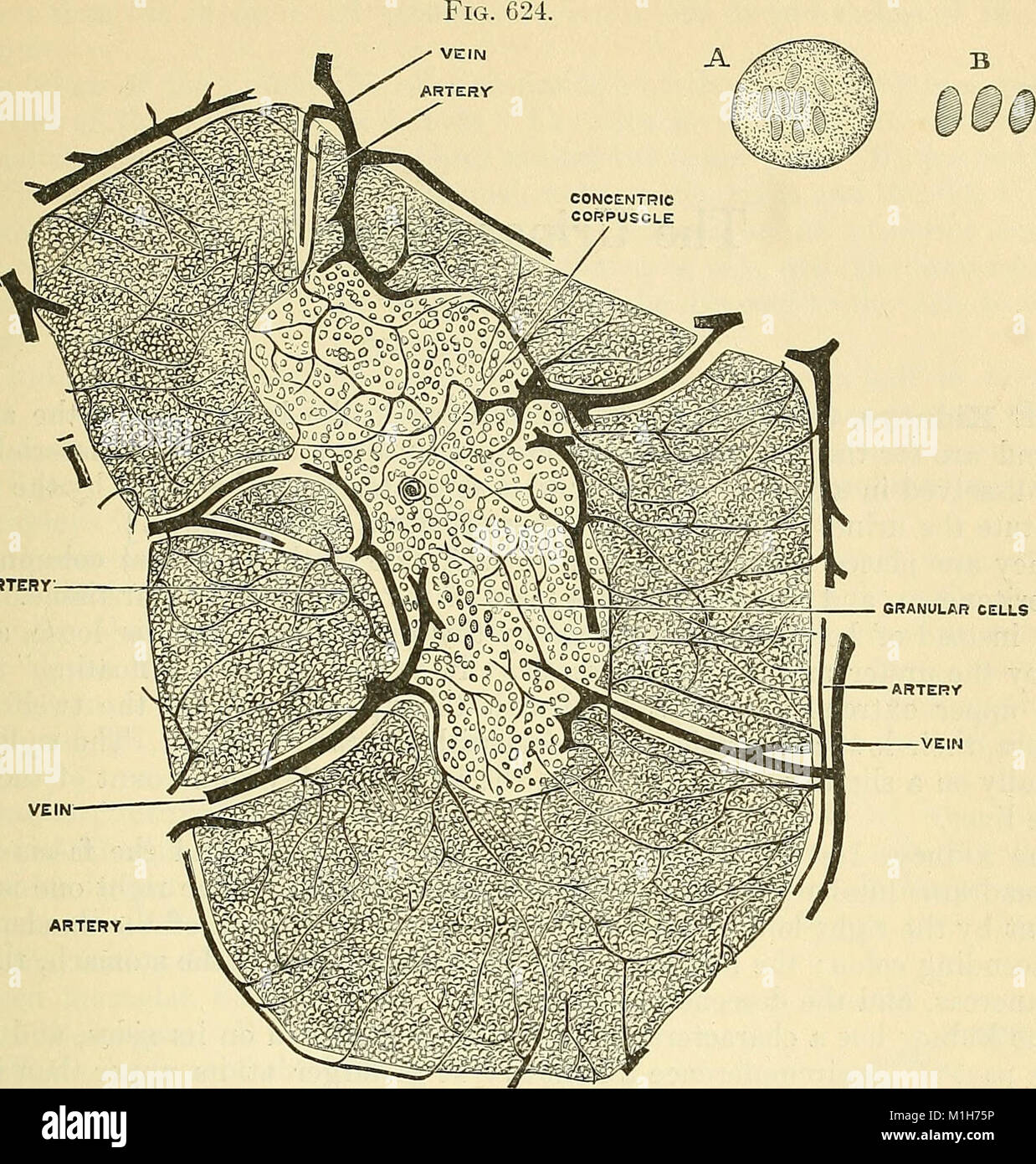 'Anatomie, descriptive and Surgical' (1887) offre un compte rendu ...