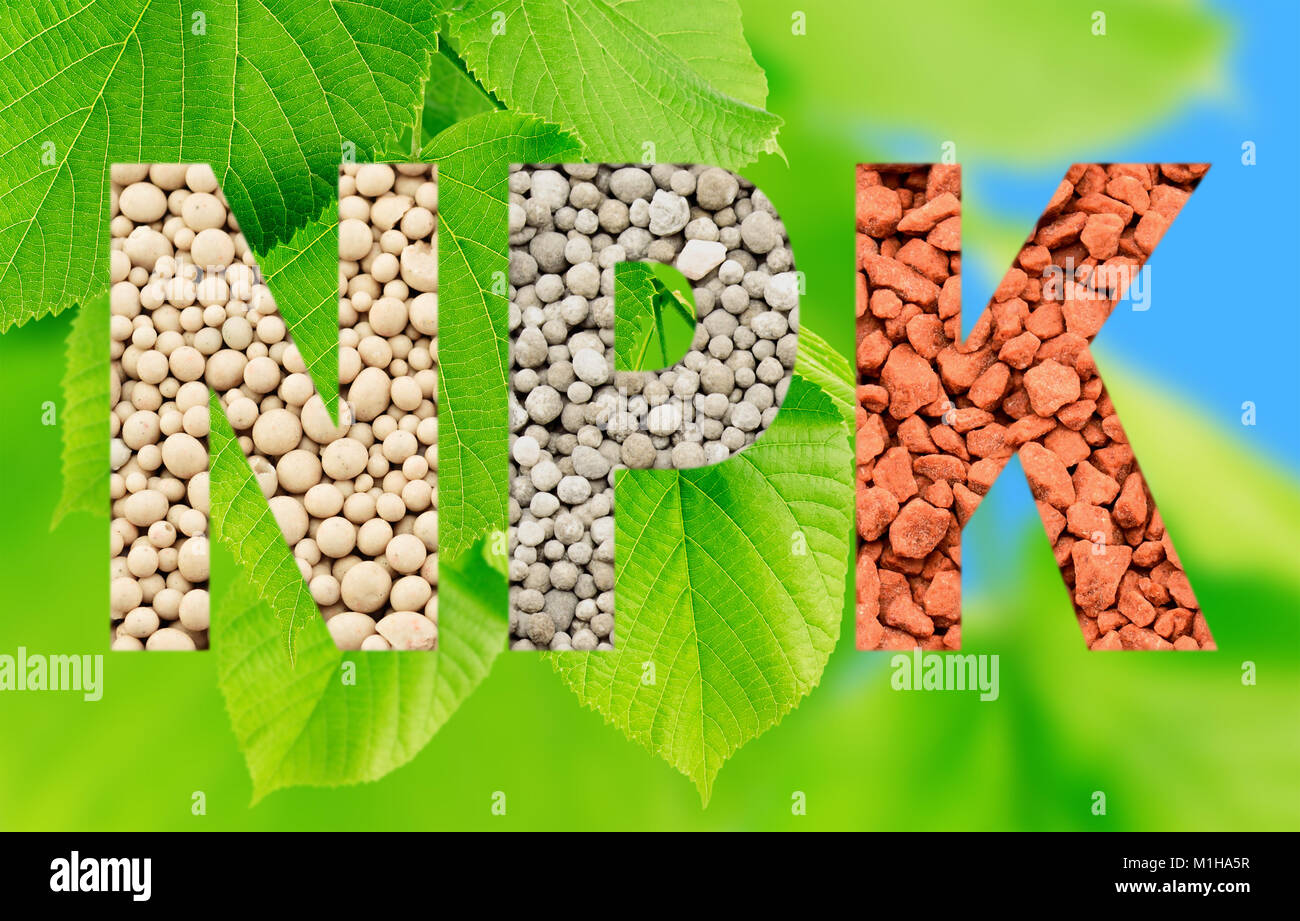 Lettres NPK faite d'engrais minéraux sur les feuilles vertes. N - l ...