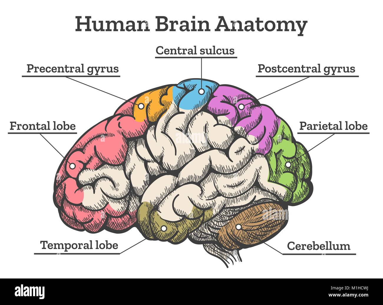 Schéma de l'anatomie du cerveau humain. Sections de cerveau tête vector ...
