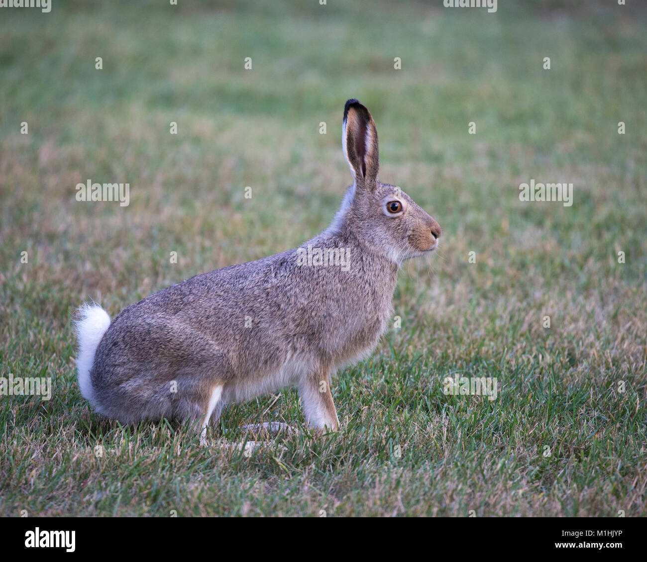 Queue de lapin Banque de photographies et d’images à haute résolution ...