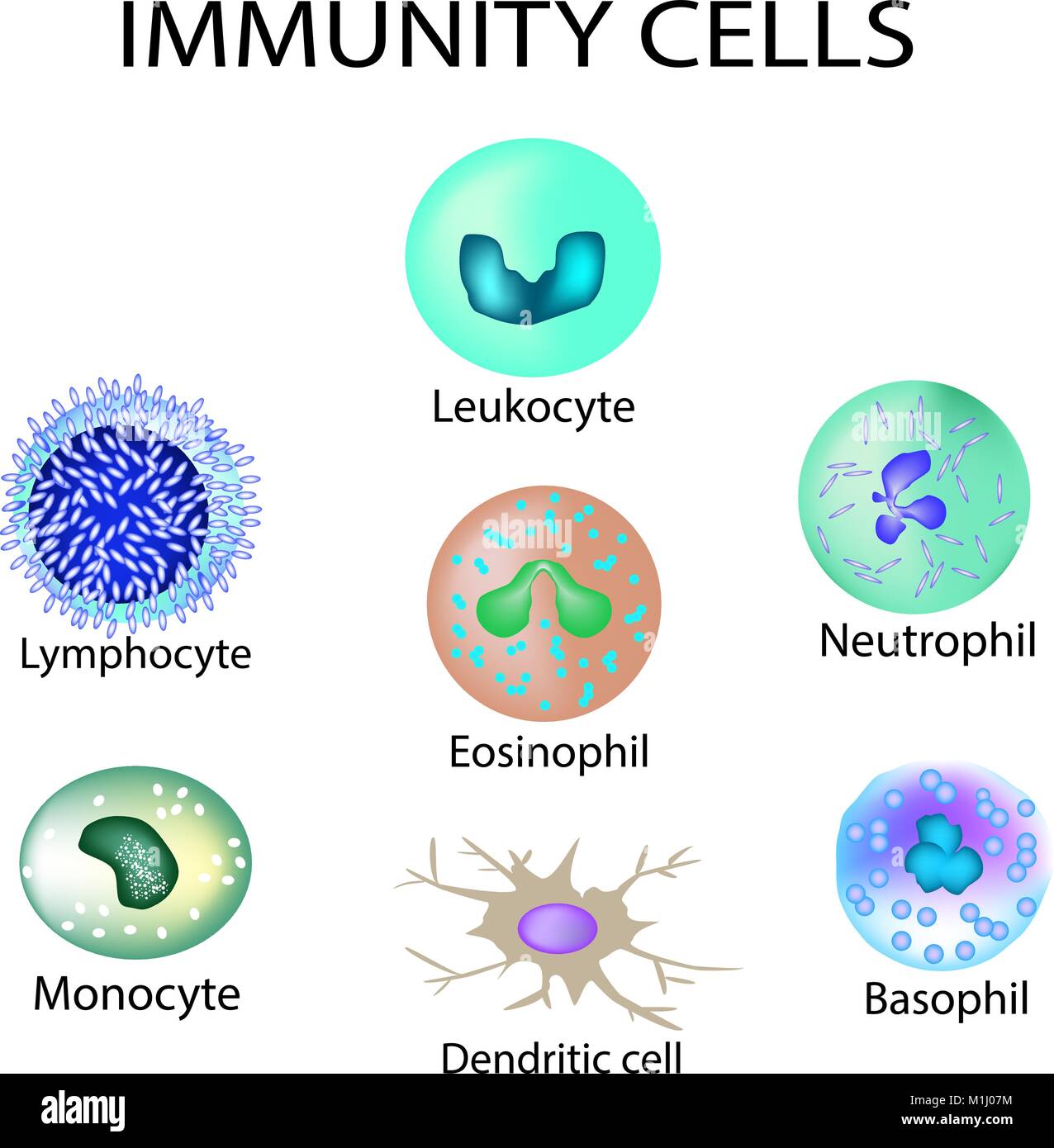 Les cellules de l'immunité. Set. De leucocytes, neutrophiles ...