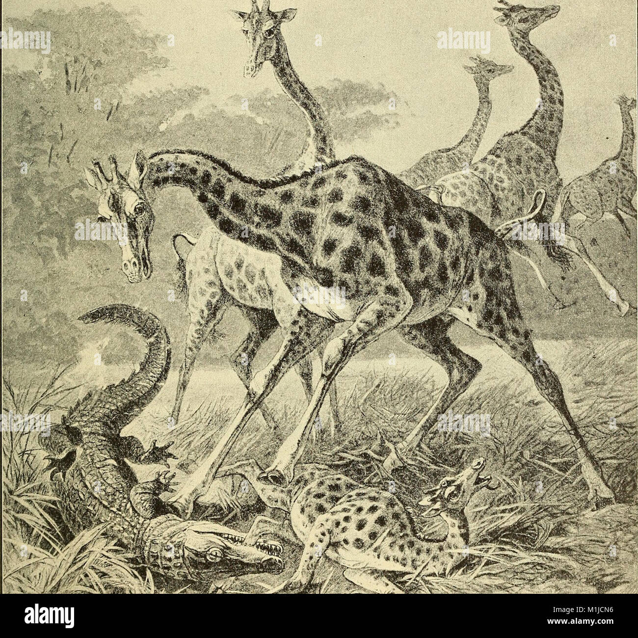 Les animaux en action ; des études et d'histoires d'animaux, oiseaux et ...