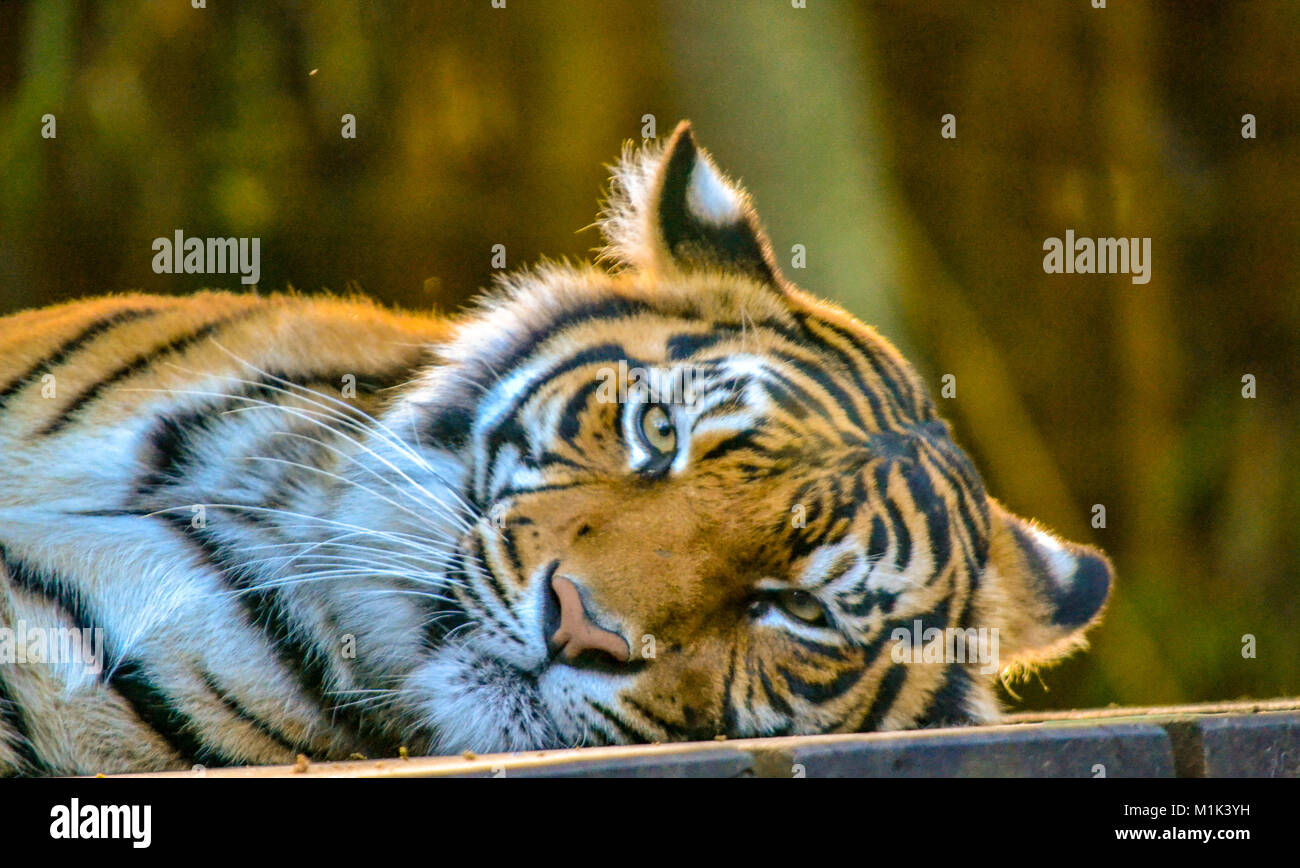 Tigre sauvage vivant Banque de photographies et d’images à haute ...