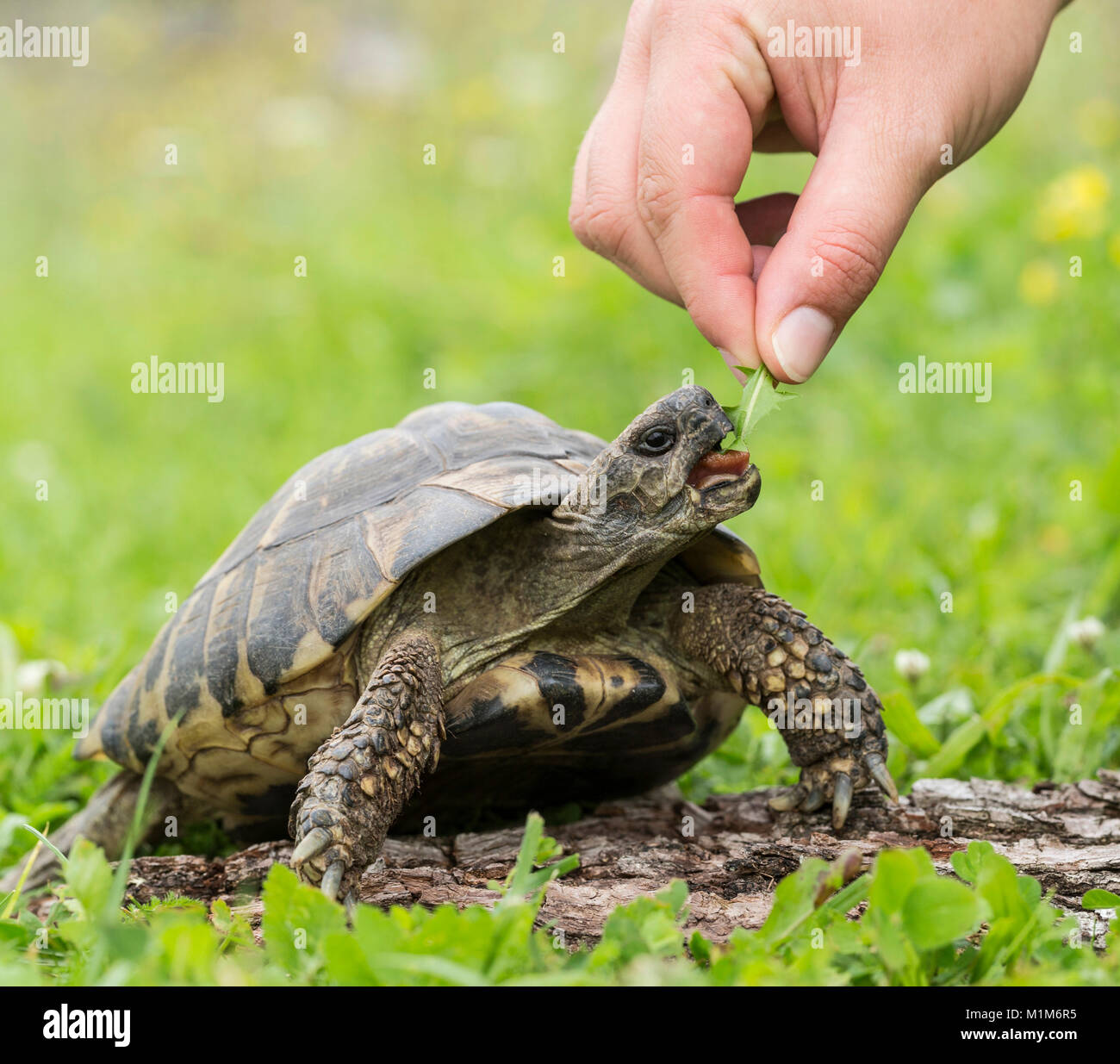 Hermanns tortoise diet Banque de photographies et d’images à haute ...