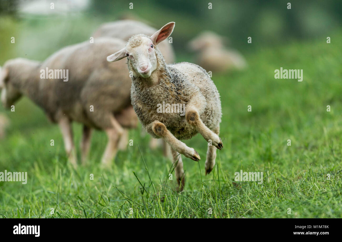 Happy jumping sheep Banque de photographies et d’images à haute ...