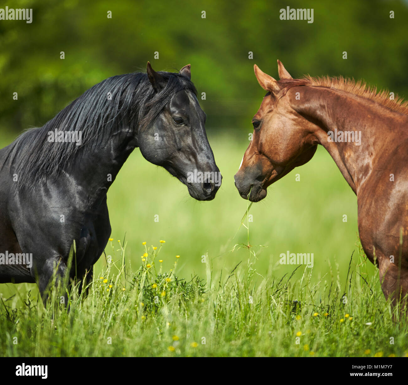 American Quarter Horse. Une cour pour l'étalon noir une jument alezane ...