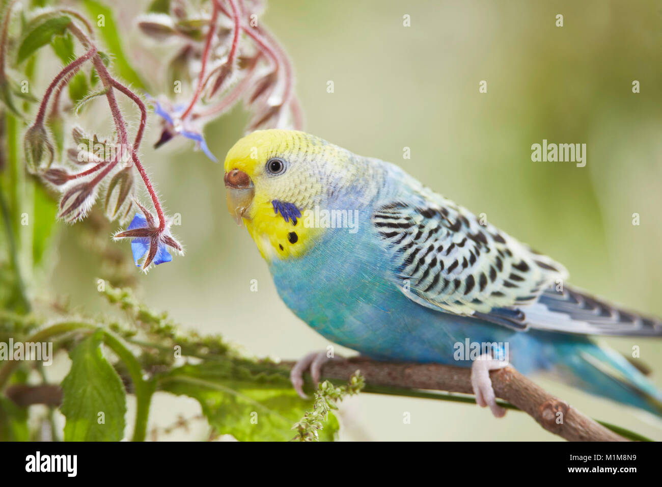 La Perruche ondulée, Perruche (Melopsittacus undulatus) sur la ...