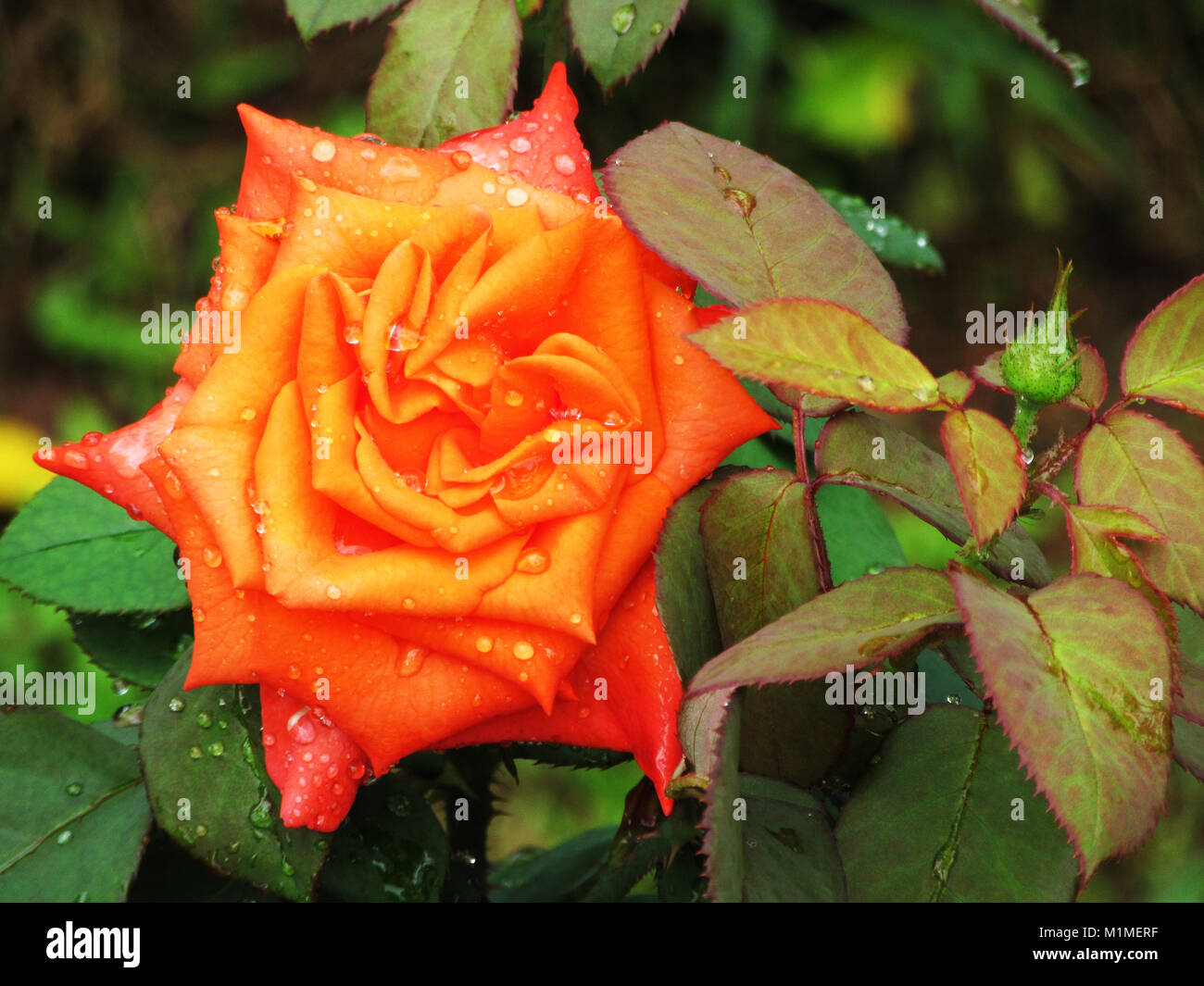 Gouttes de pluie sur une feuille de rose Banque de photographies et d ...