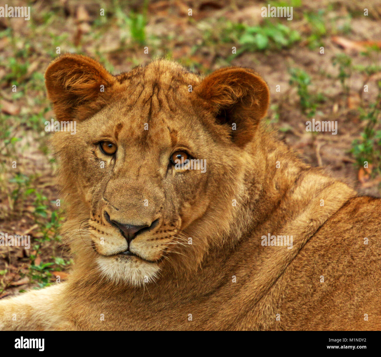 Chasseur de lions Banque de photographies et d’images à haute ...