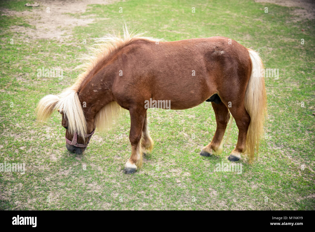 Cheval nain Banque de photographies et d’images à haute résolution - Alamy
