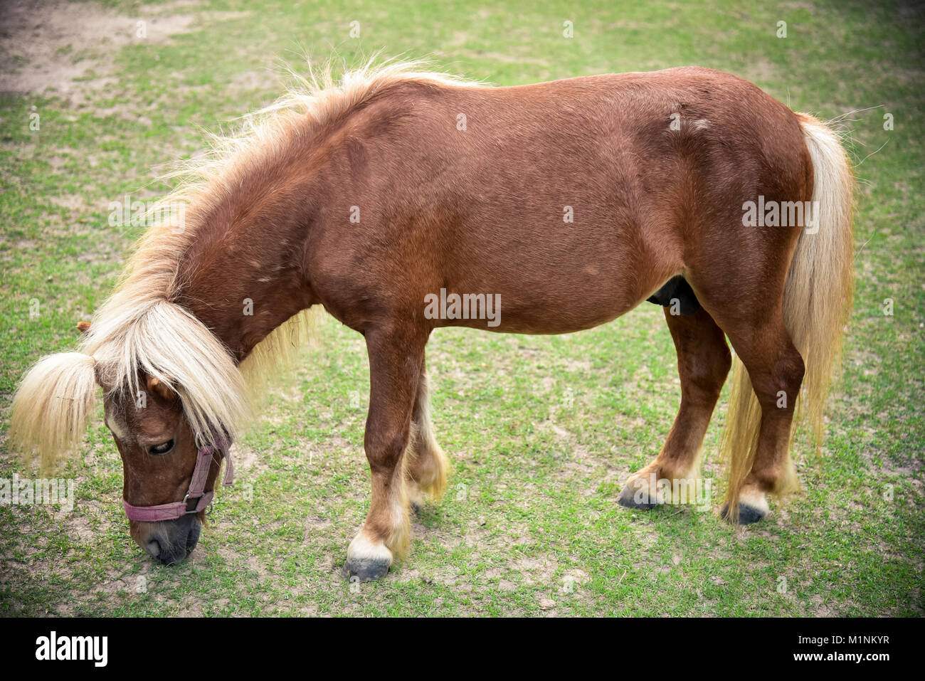 Cheval nain Banque de photographies et d’images à haute résolution - Alamy
