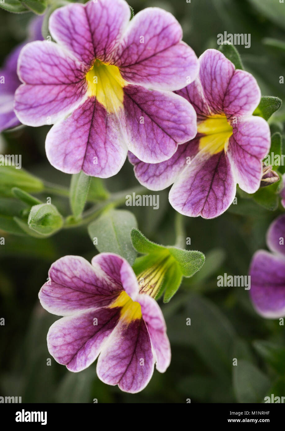 Calibrachoa purple Banque de photographies et d’images à haute ...