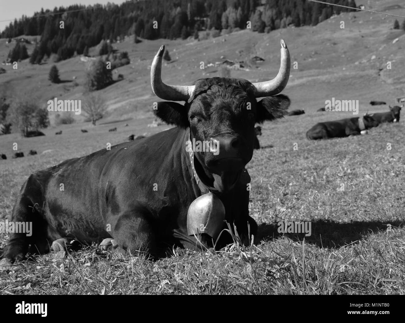 Vache noire Banque de photographies et d’images à haute résolution - Alamy
