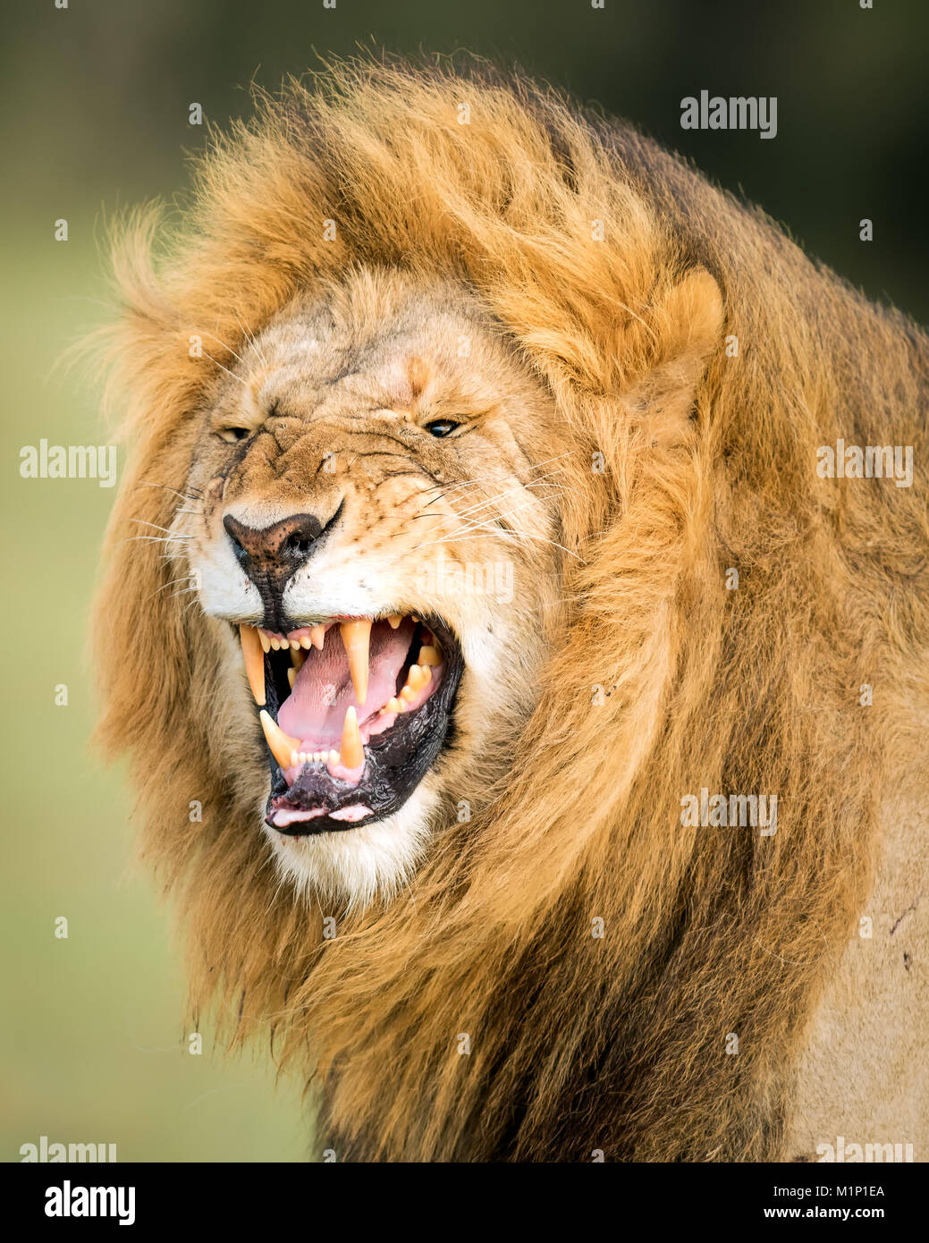 Le lion rugissant Banque de photographies et d’images à haute ...