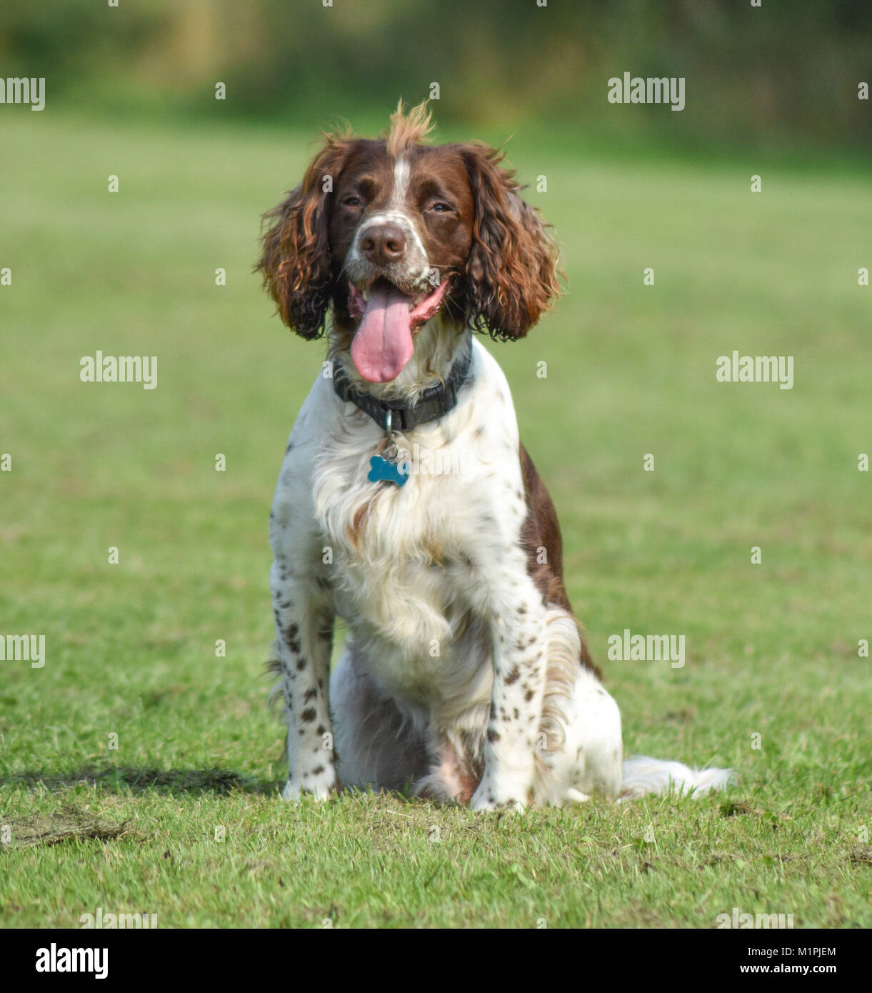 English springer spaniel Banque de photographies et d’images à haute ...