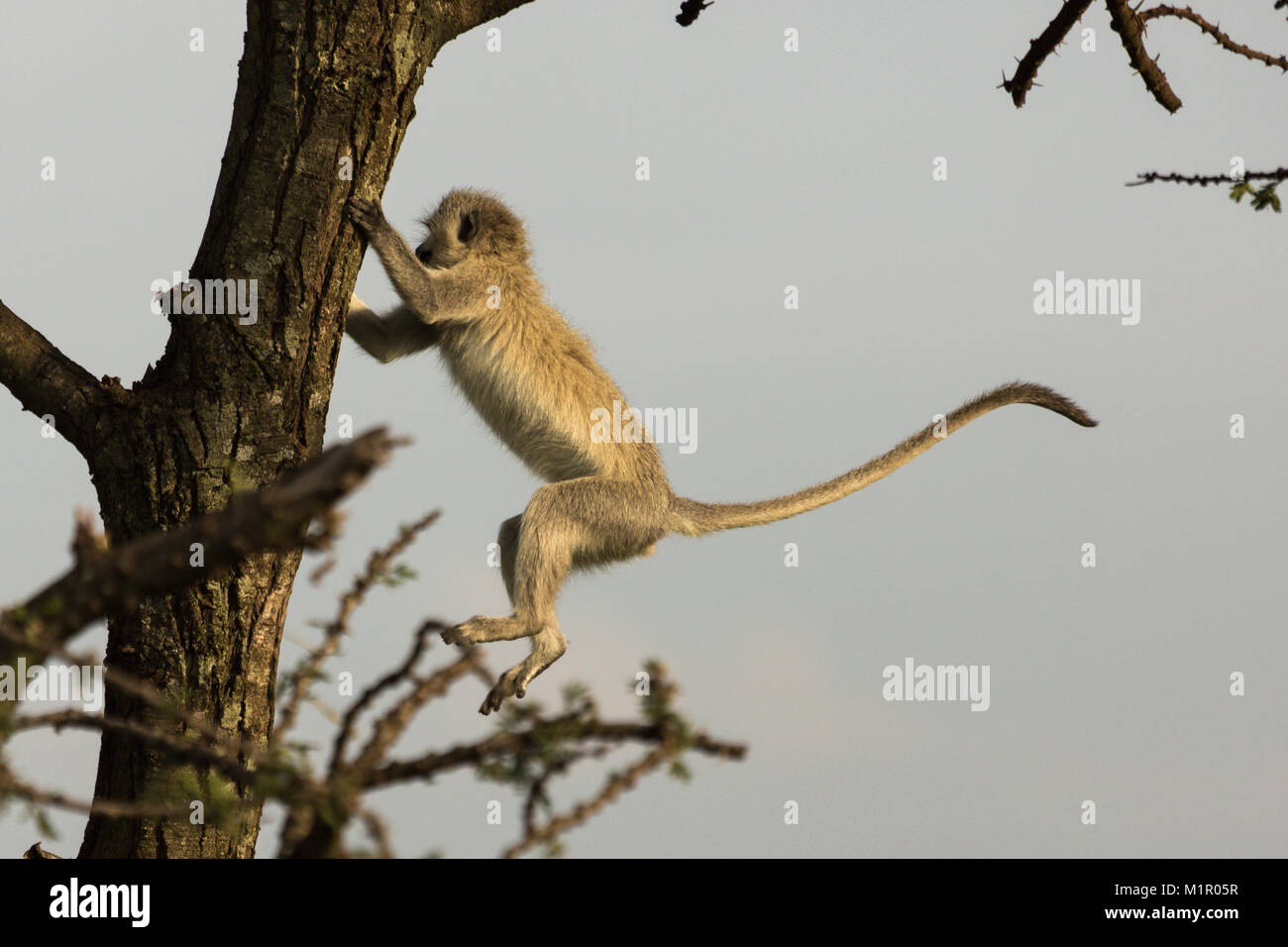 Un singe qui saute dans un arbre dans le Masai Mara Photo Stock - Alamy