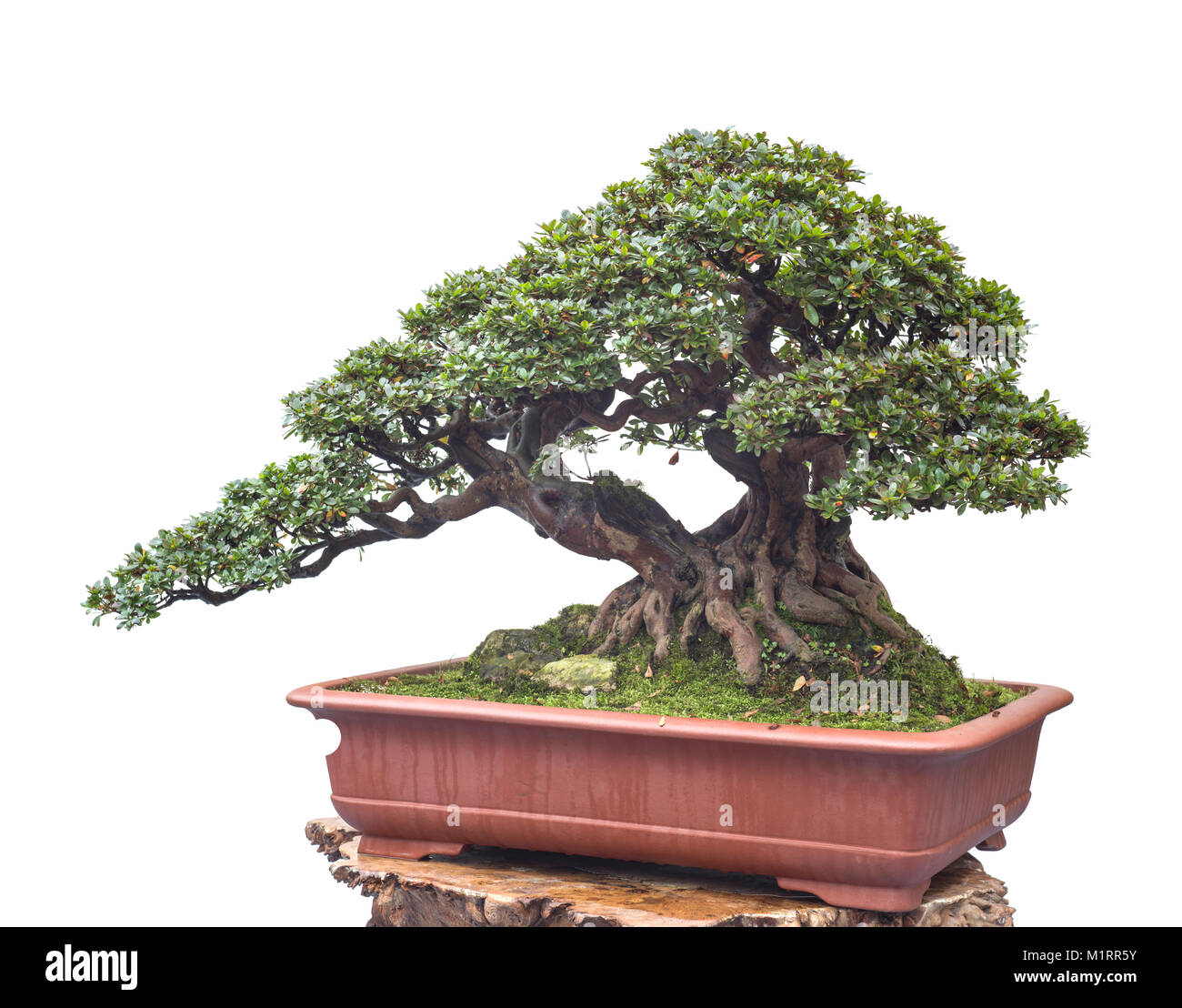 Chinese bonsai Banque de photographies et d’images à haute résolution ...