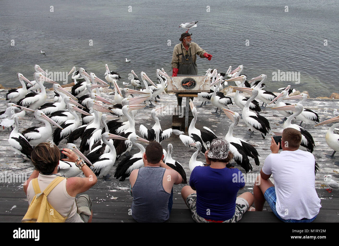 Pelican man Banque de photographies et d’images à haute résolution - Alamy