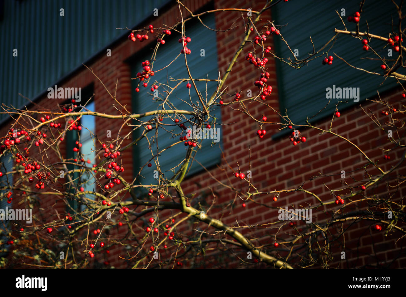 Fruit rouge dans un arbre Banque de photographies et d’images à haute ...