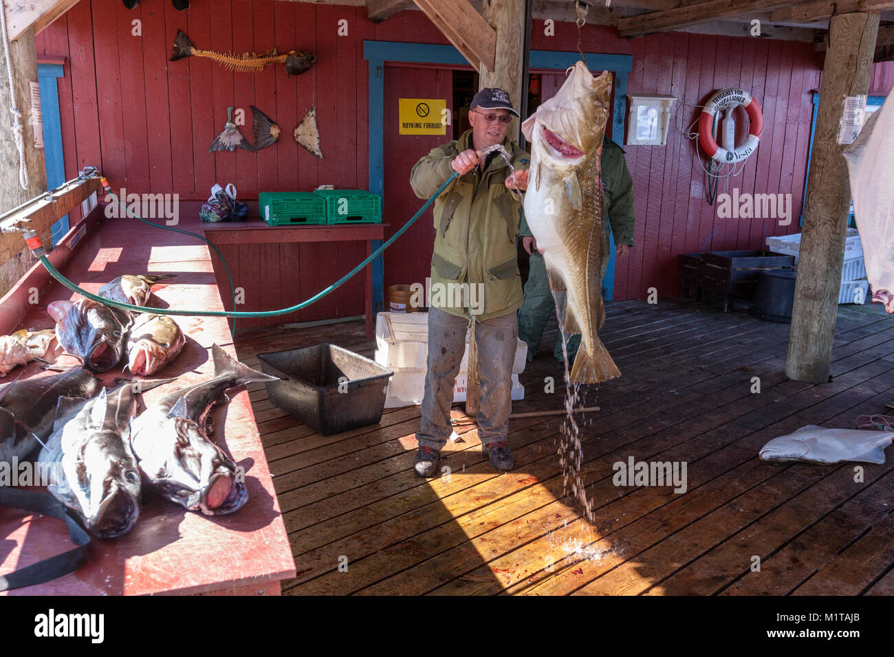 Avec un pêcheur de morue arctique Å, dans un petit village de pêche ...
