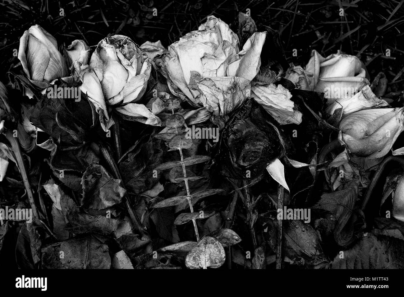 Decaying black roses rotting flowers Banque de photographies et d ...
