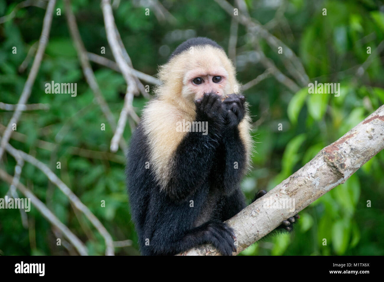 Un singe capucin mange une collation dans le lac Gatun, Panama Photo ...