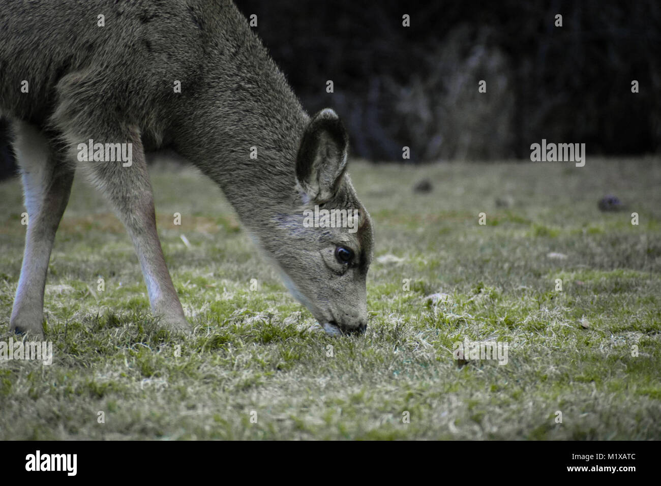Chevreuil sans bois Banque de photographies et d’images à haute ...