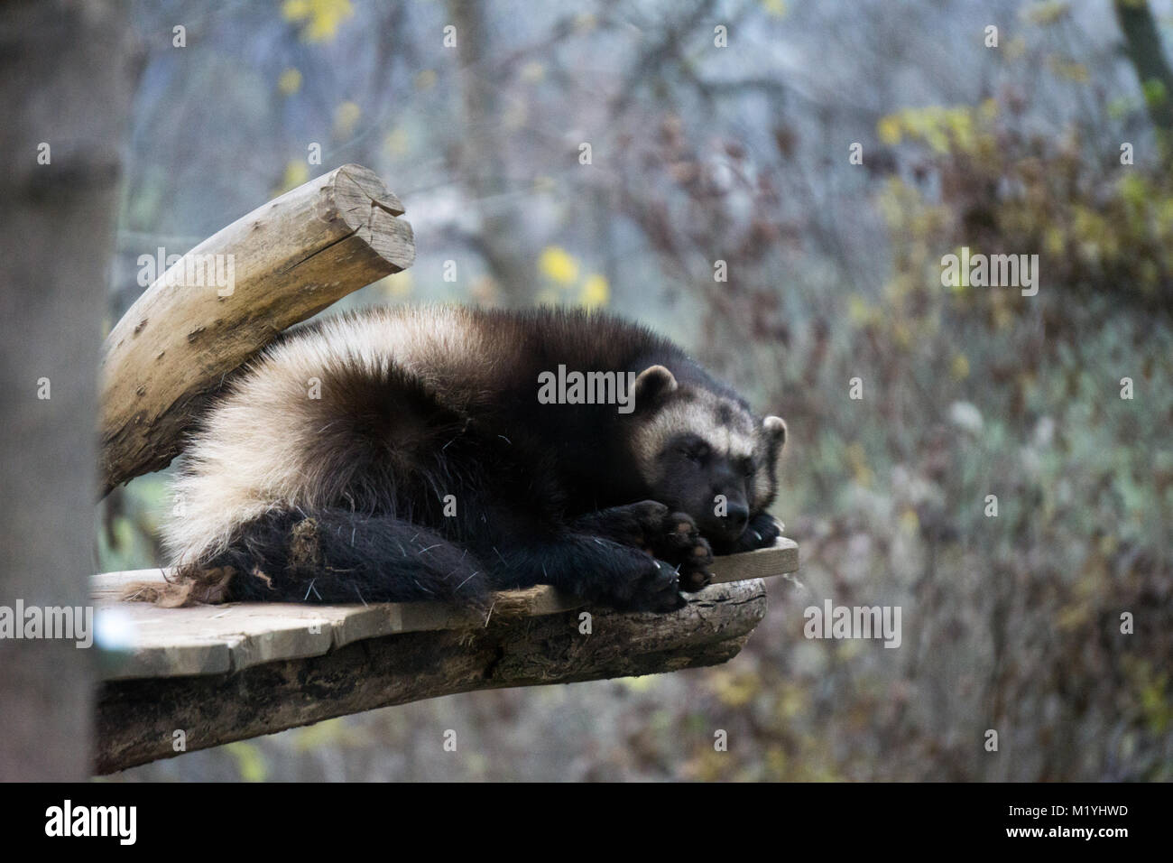 Wolverine gulo gulo climbing tree Banque de photographies et d’images à ...