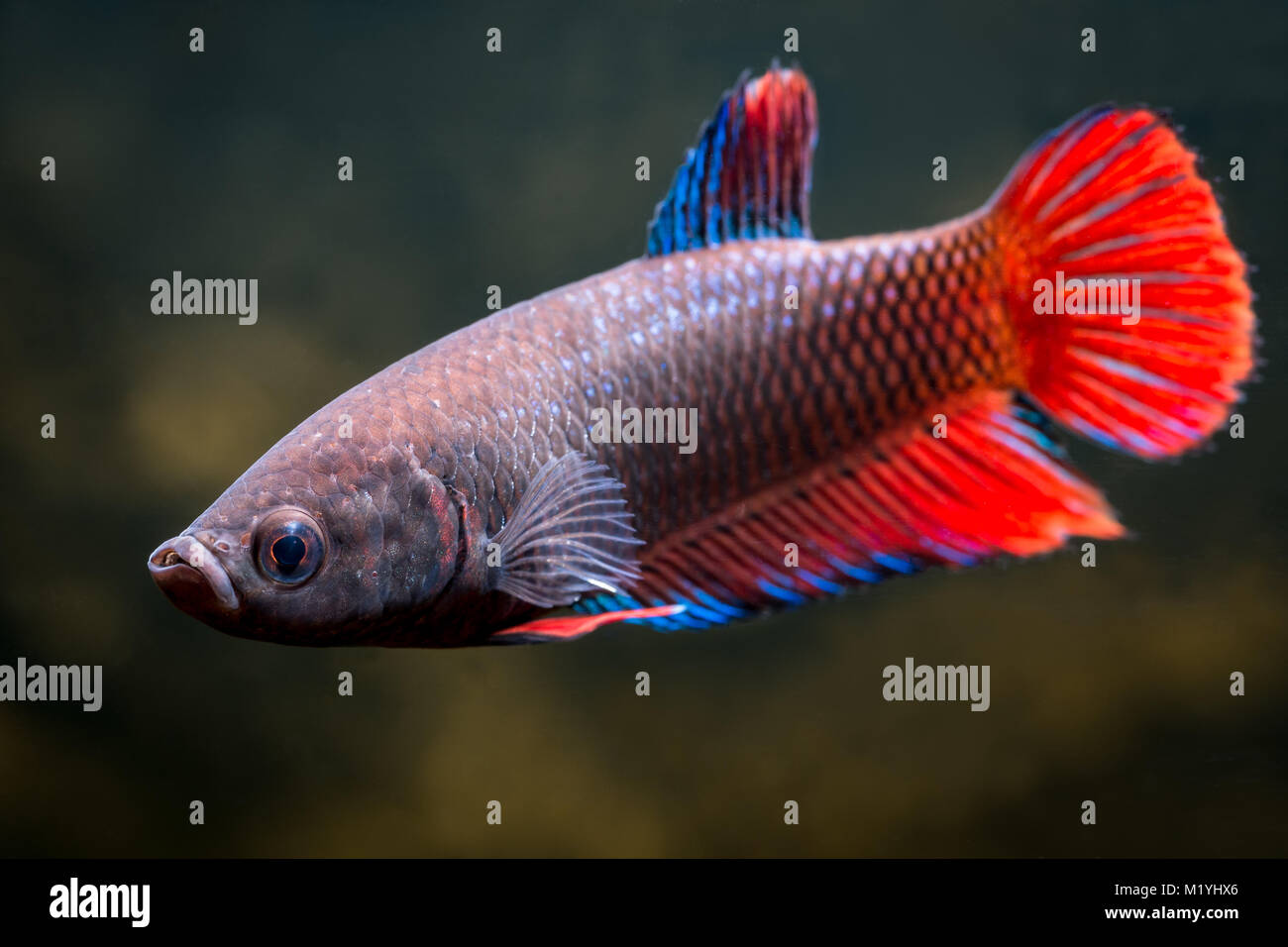 Betta male Banque de photographies et d’images à haute résolution - Alamy