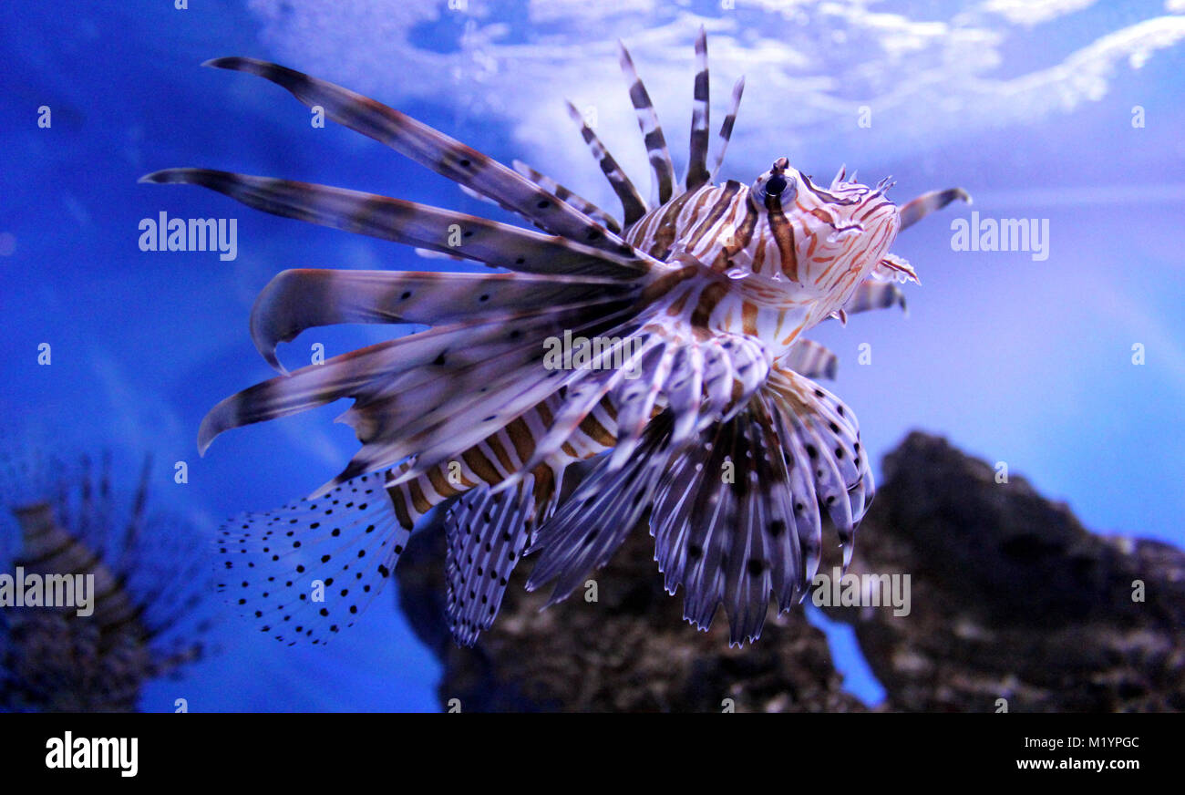 Lion fish close up Banque de photographies et d’images à haute ...