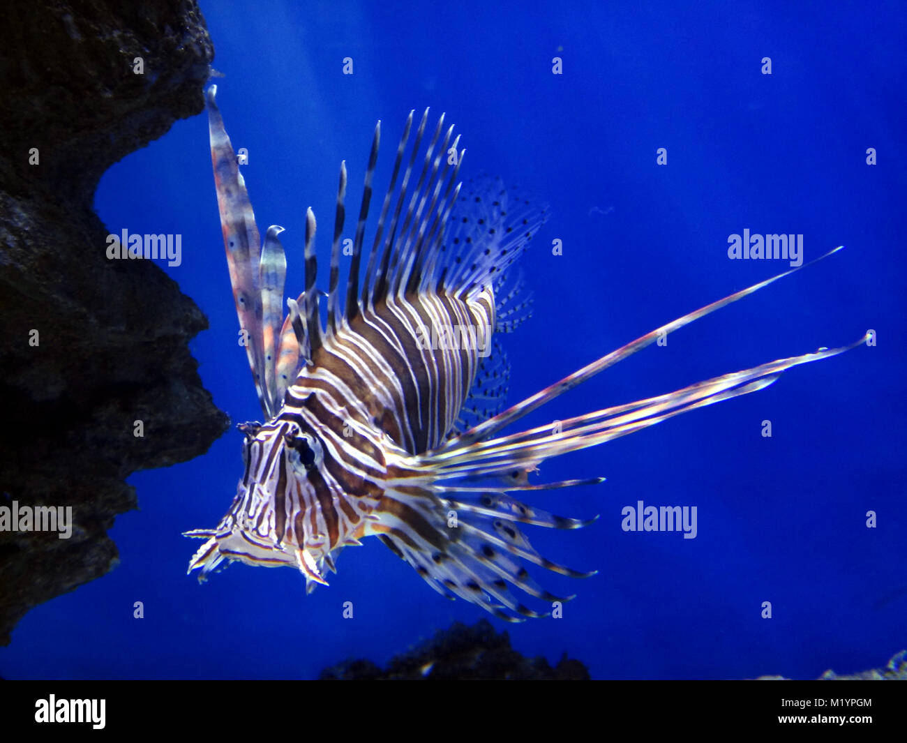 Lion fish close up Banque de photographies et d’images à haute ...